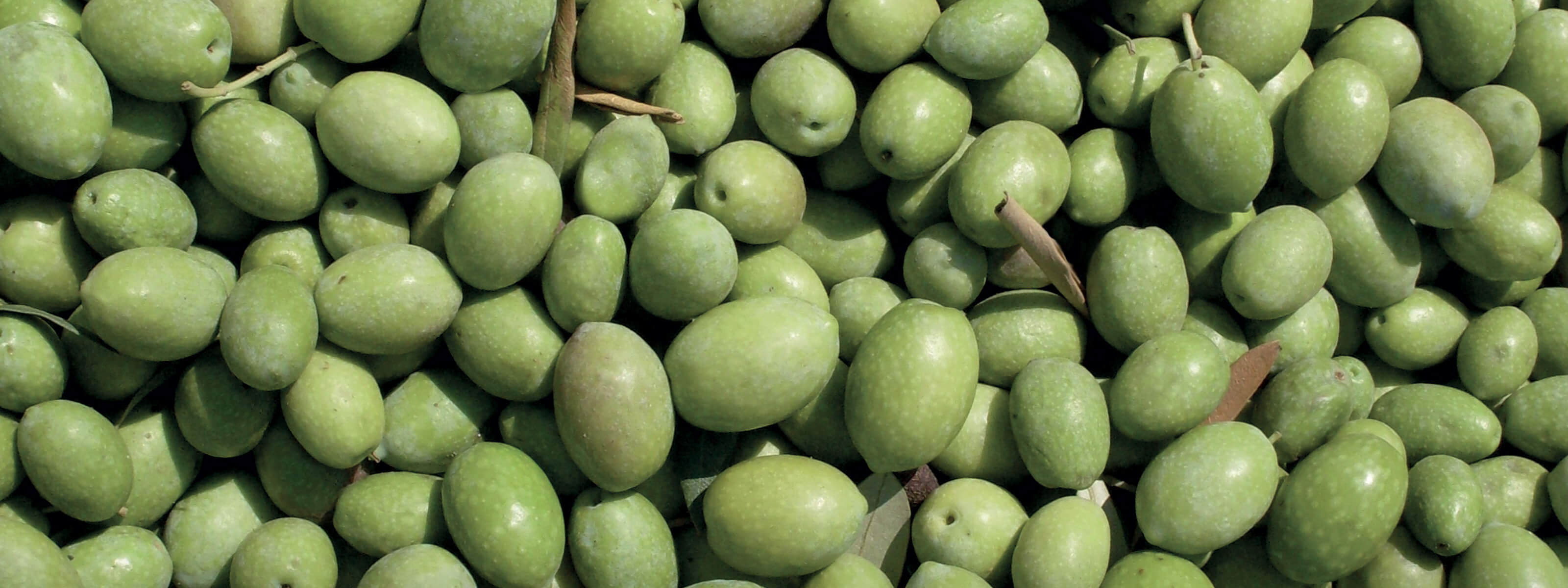 Primo ®: Award-Winning Extra Virgin Olive Oil